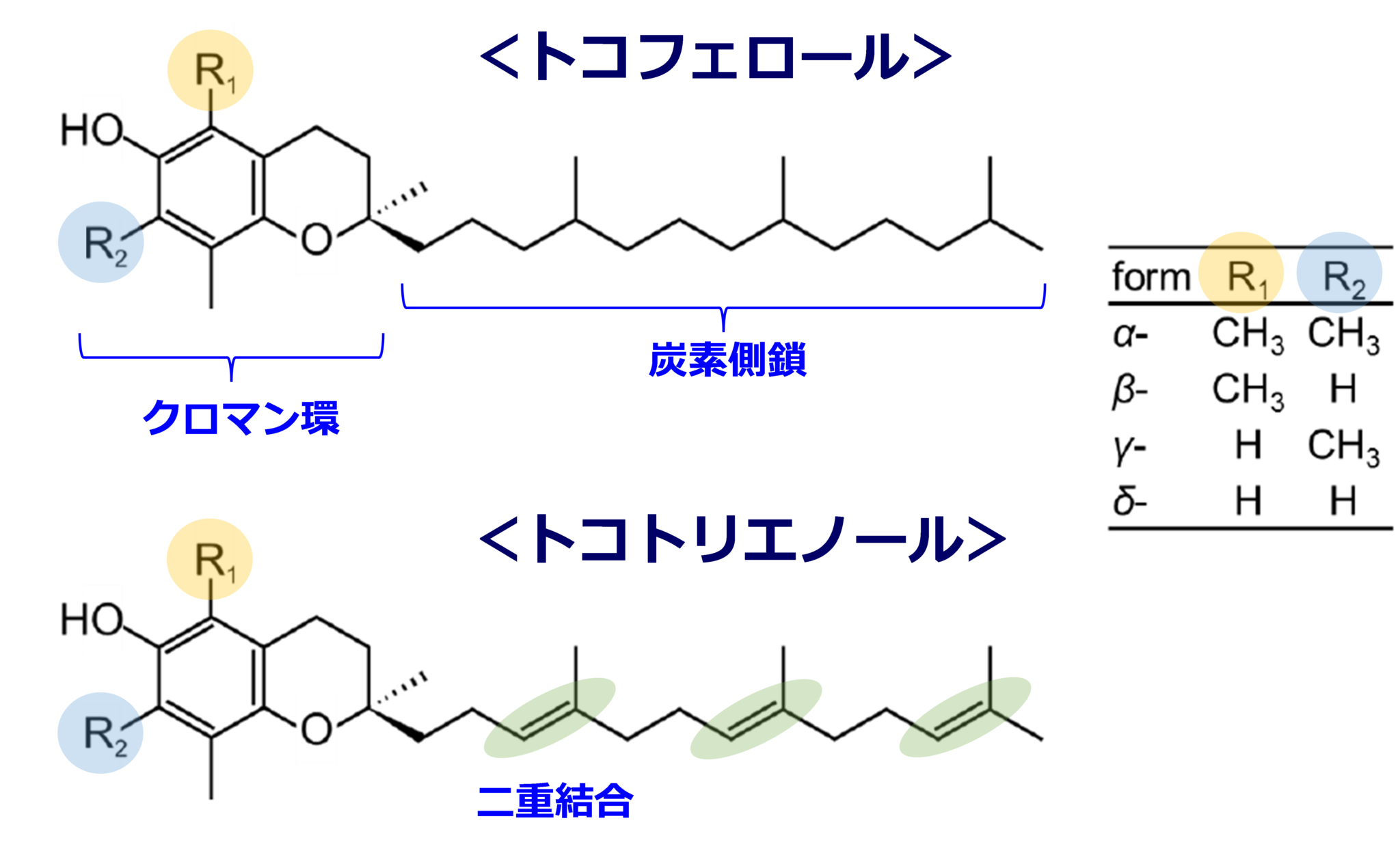 ビタミンE（トコフェロールとトコトリエノール）について | ファイトケミカルプロダクツ株式会社